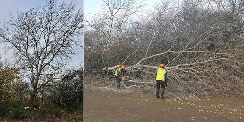 Tree Removal Due To Fungal Infection