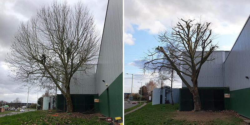 Tree Surgery in Bedford - Neal Landscapes - Case Study