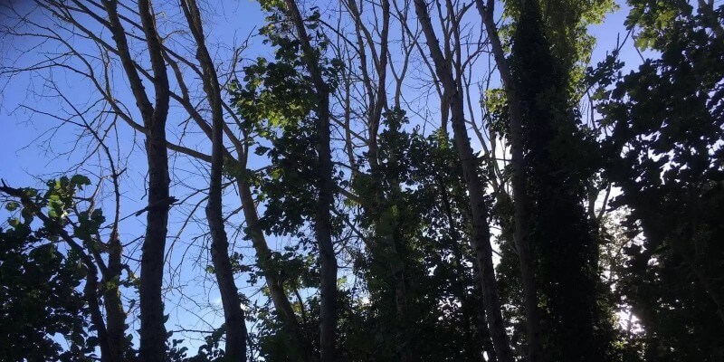 6 Warning Signs Of A Dying Tree