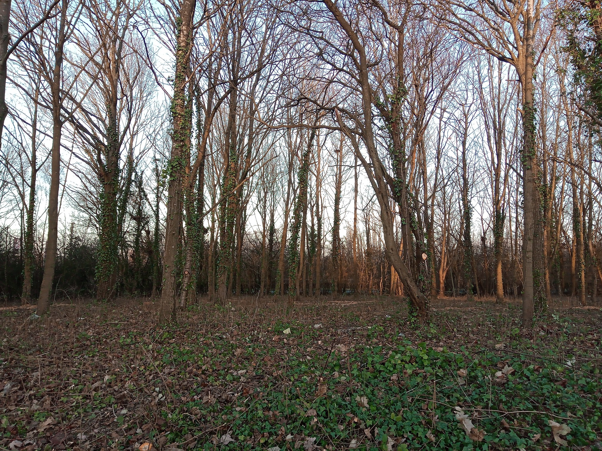 Tree Thinning & Under Canopy Removal, Milton Keynes