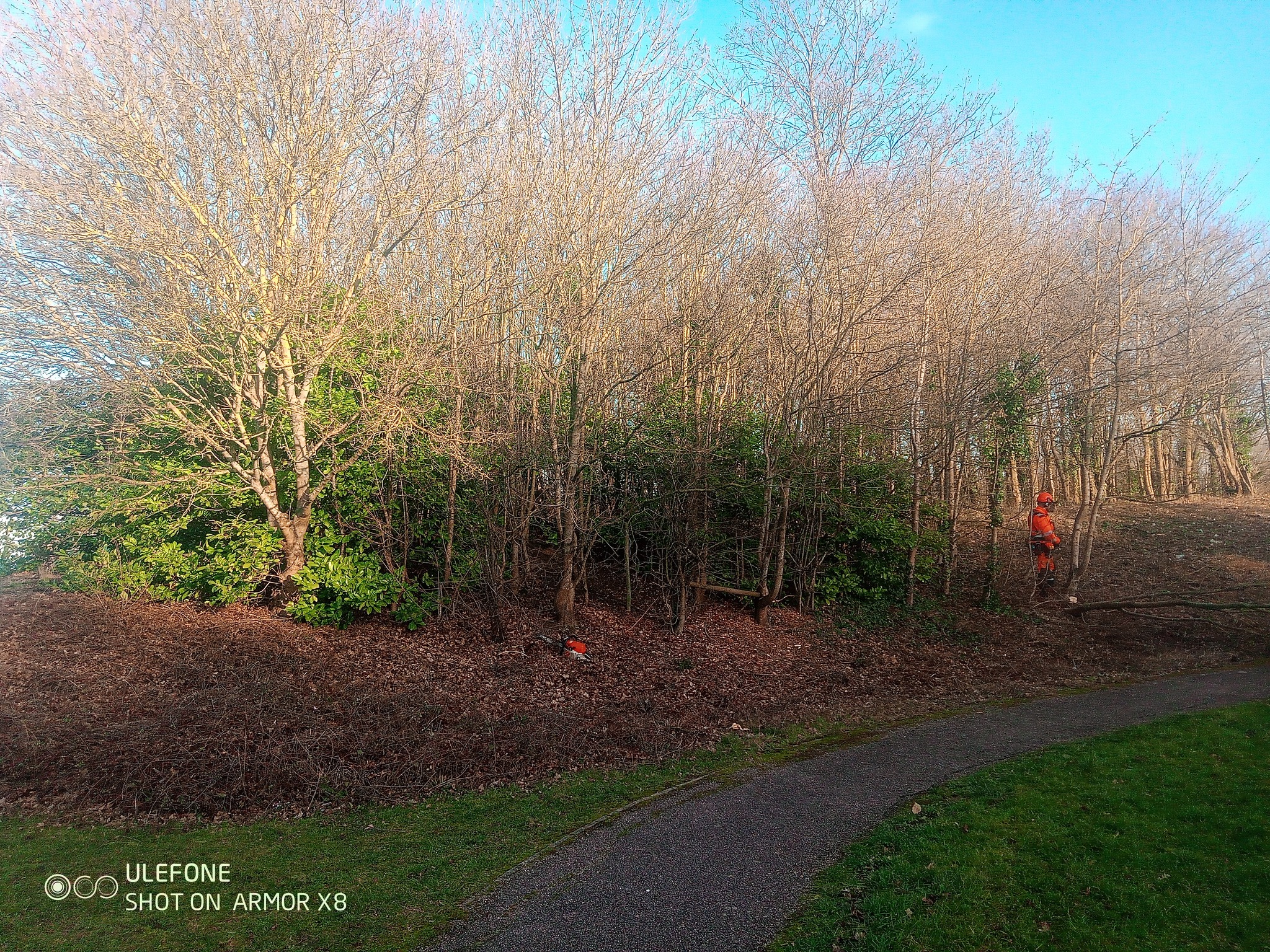 Tree Thinning & Under Canopy Removal, Milton Keynes
