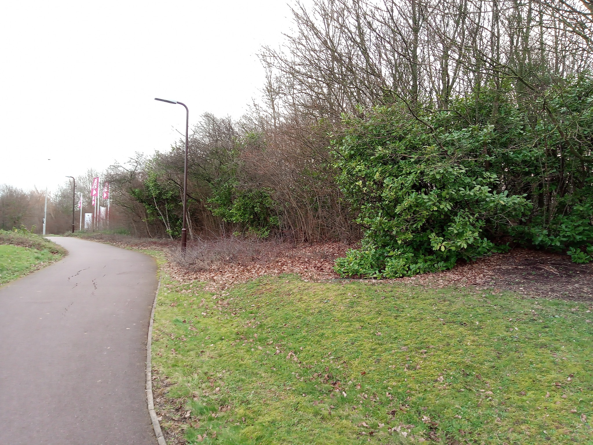 Tree Thinning & Under Canopy Removal, Milton Keynes