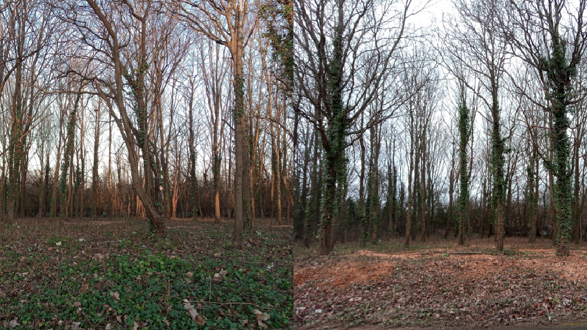 Tree Thinning & Under Canopy Removal, Milton Keynes