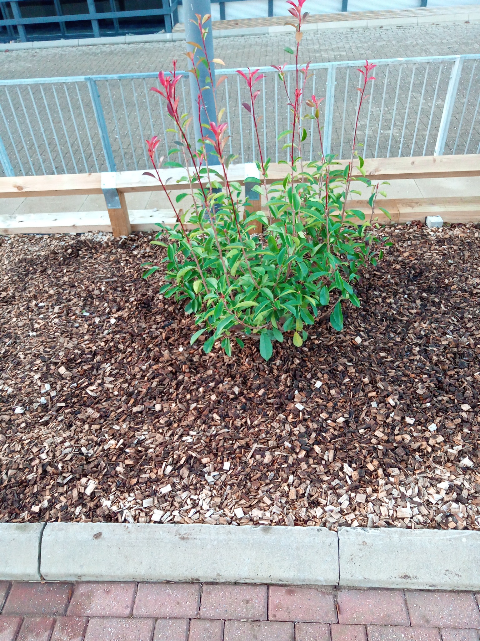 Planting Scheme, Milton Keynes - Neal Landscapes