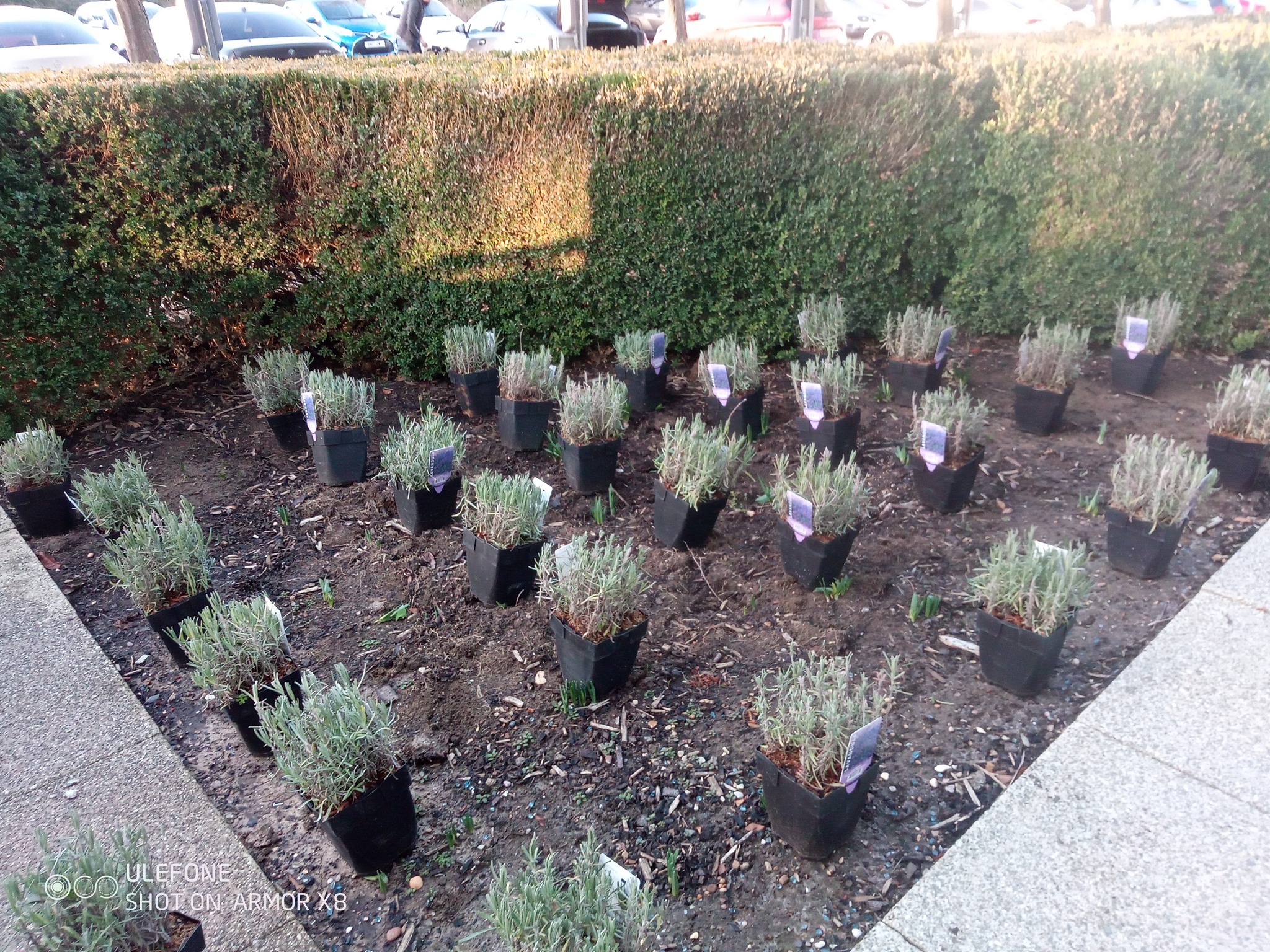 Planting Scheme, Milton Keynes - Neal Landscapes