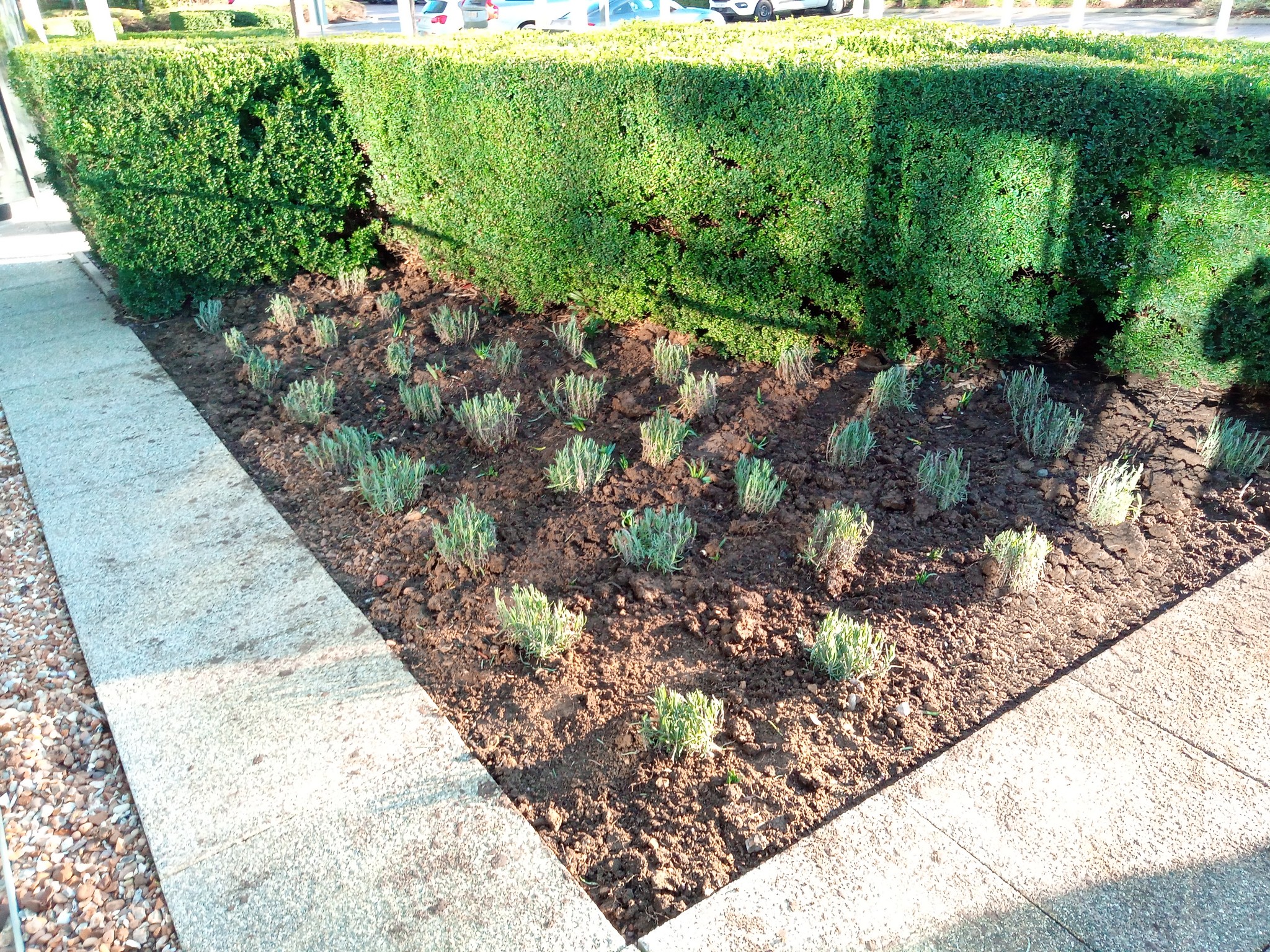 Planting Scheme, Milton Keynes - Neal Landscapes