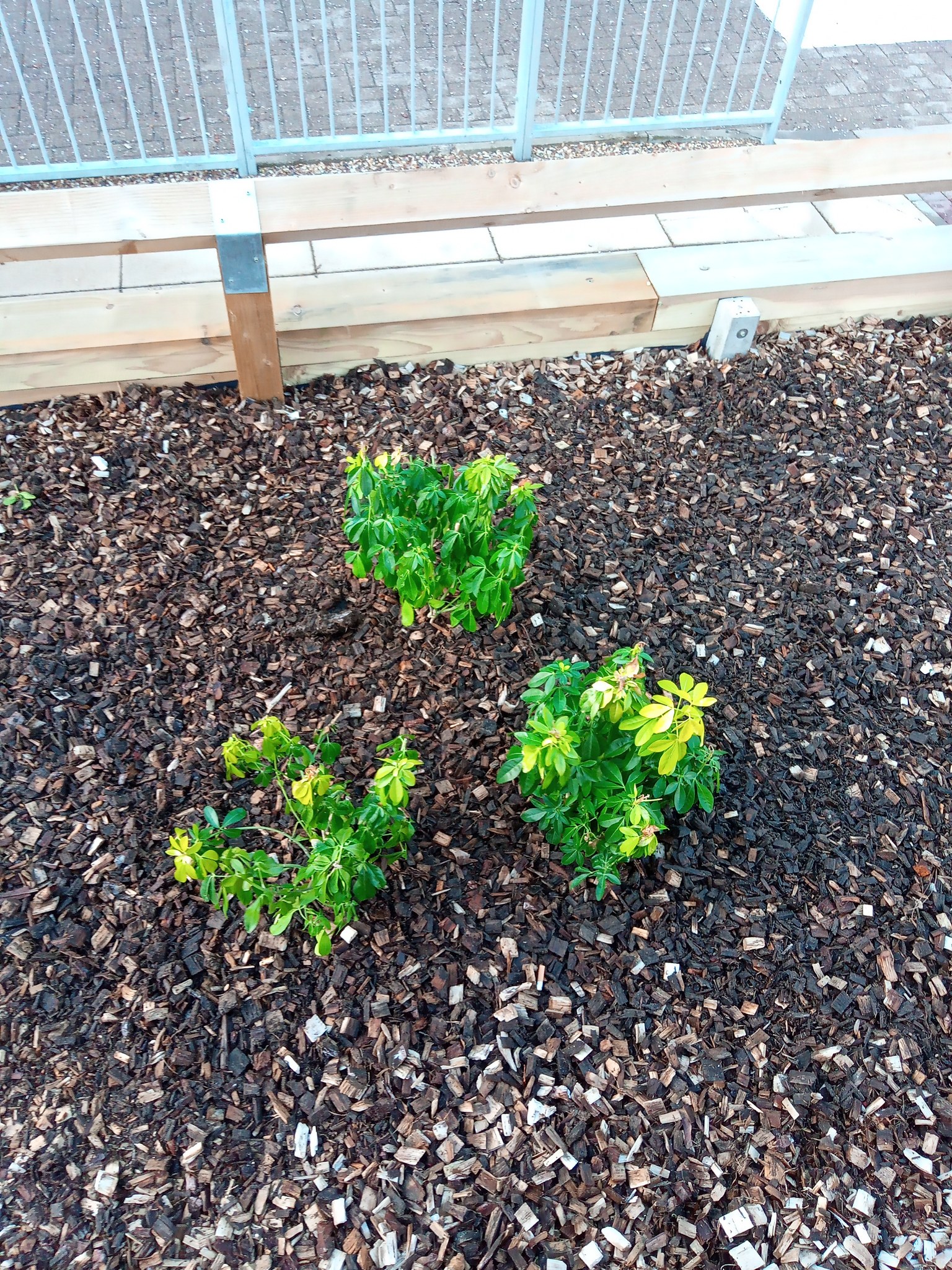 Planting Scheme, Milton Keynes - Neal Landscapes