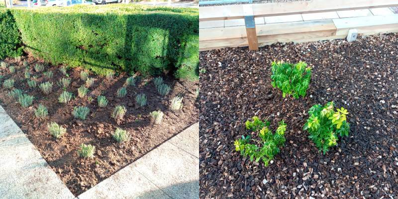 Planting Scheme, Milton Keynes - Neal Landscapes